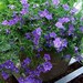 Cup Flower Purple Robe Flower Seeds nierembergia Hippomanica 200seeds ...