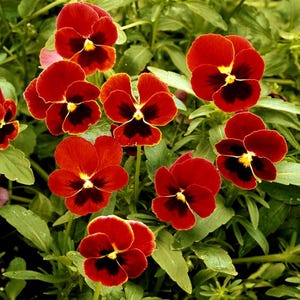 Viola Arkwright Ruby Flower Seeds (viola Cornuta) 50+seeds - Etsy