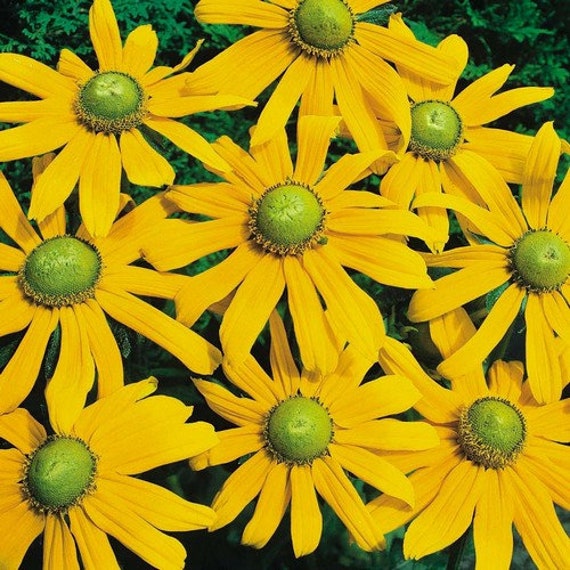 Rudbeckia Green Eyes Flower Seeds rudbeckia Hirta 100seeds | Etsy Canada