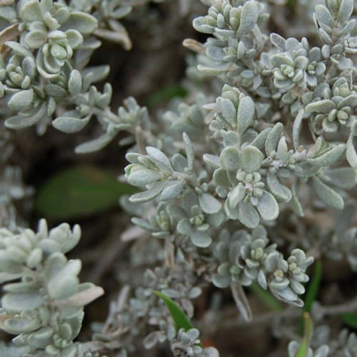 Shadscale Saltbush Seeds atriplex Confertifolia 100seeds - Etsy