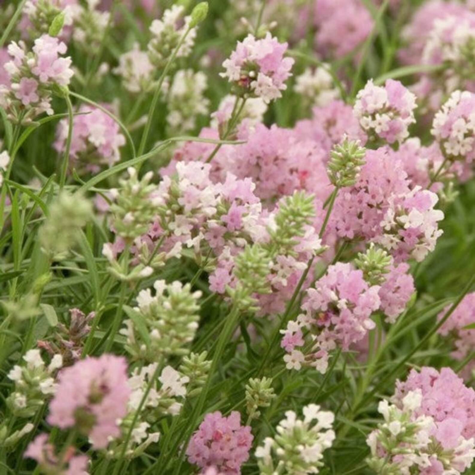 Lavender Rosea Flower Seeds lavandula Angustifolia Rosea - Etsy
