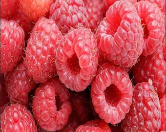 100 RED RASPBERRY Rubus Idaeus Fruit Bush Vine Seeds - Etsy