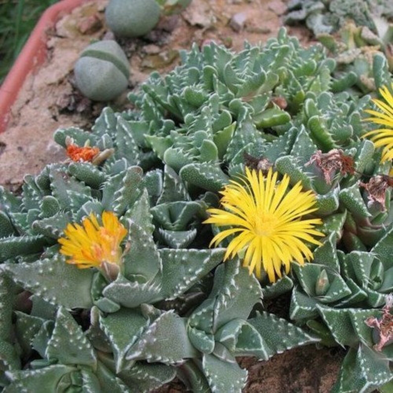 Pebbled Tiger Jaws Succulent Seeds (faucaria Tuberculosa) 20+seeds - Etsy
