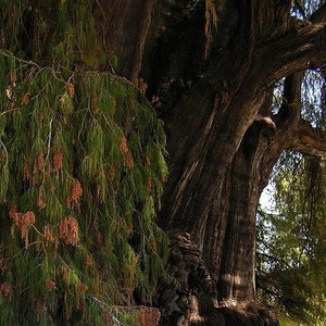 Montezuma Bald Cypress Tree Seeds (taxodium Huegelii) 20+seeds - Etsy