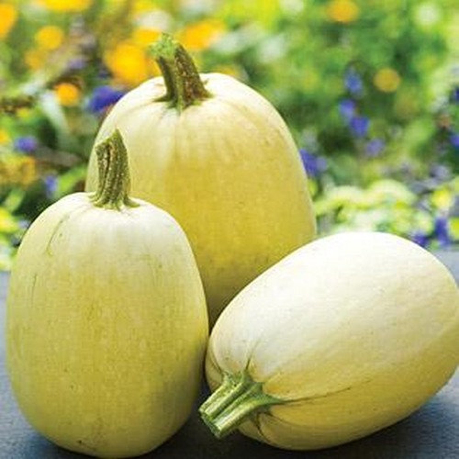 Squash Winter Spaghetti Vegetable Seeds (cucurbita Pepo) 15+seeds - Etsy