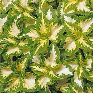 Coleus Wizard Jade Seeds solenostemon Scutellarioides | Etsy