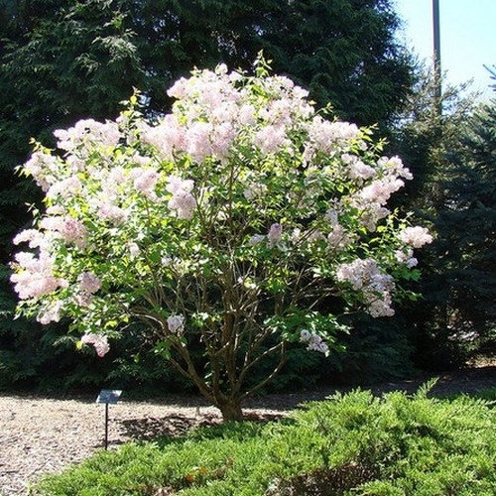 Korean Early Lilac Bush Seeds syringa Oblata 20seeds - Etsy