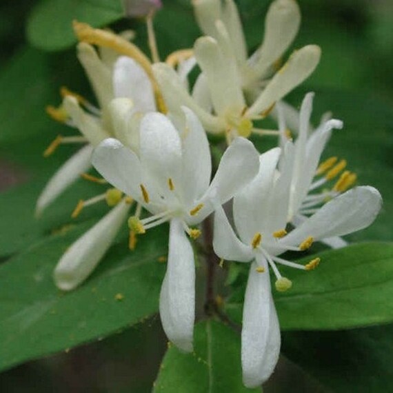 White Honeysuckle Tree