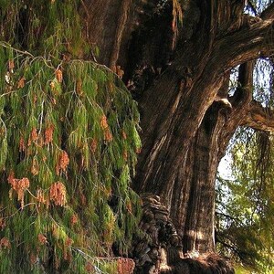 Montezuma Bald Cypress Tree Seeds (taxodium Huegelii) 20+seeds - Etsy