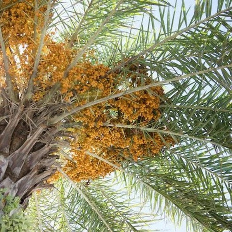 Pygmy Date Palm Tree Seeds Phoenix Roebelenii 10seeds Etsy