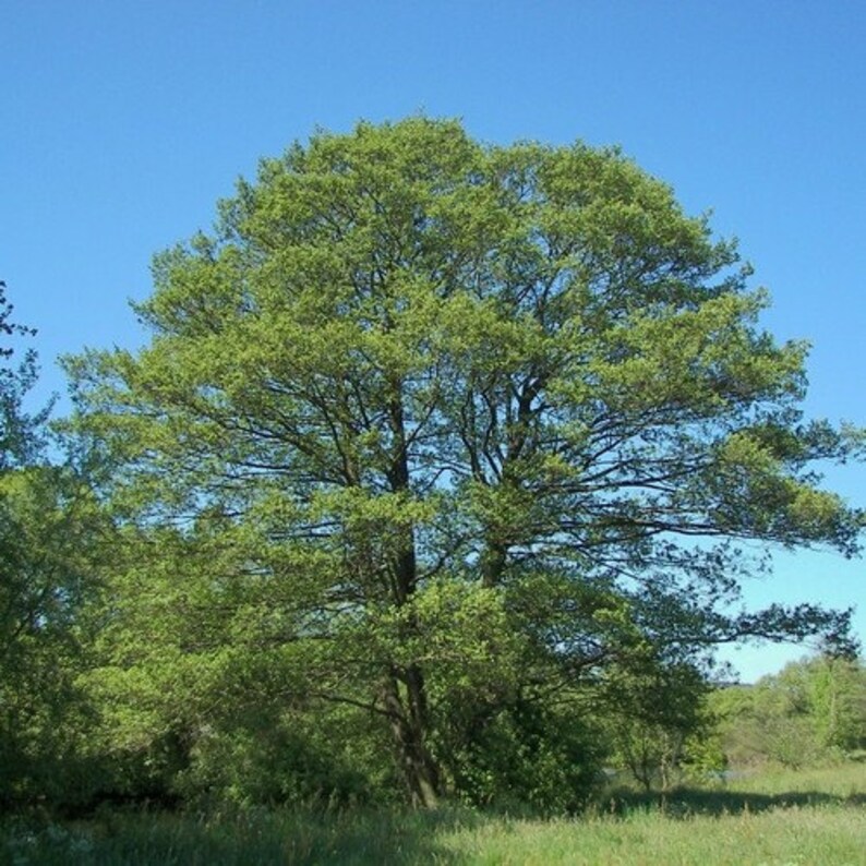 European Alder Tree Seeds alnus Glutinosa 50seeds - Etsy