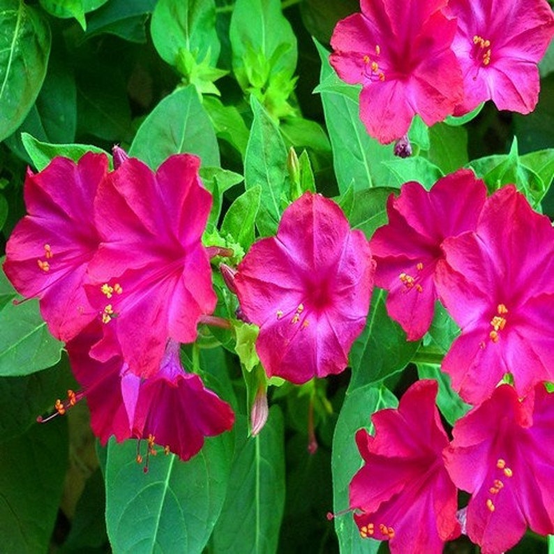 Four O Clock Pink Flower Seeds mirabilis Jalapa 50seeds | Etsy