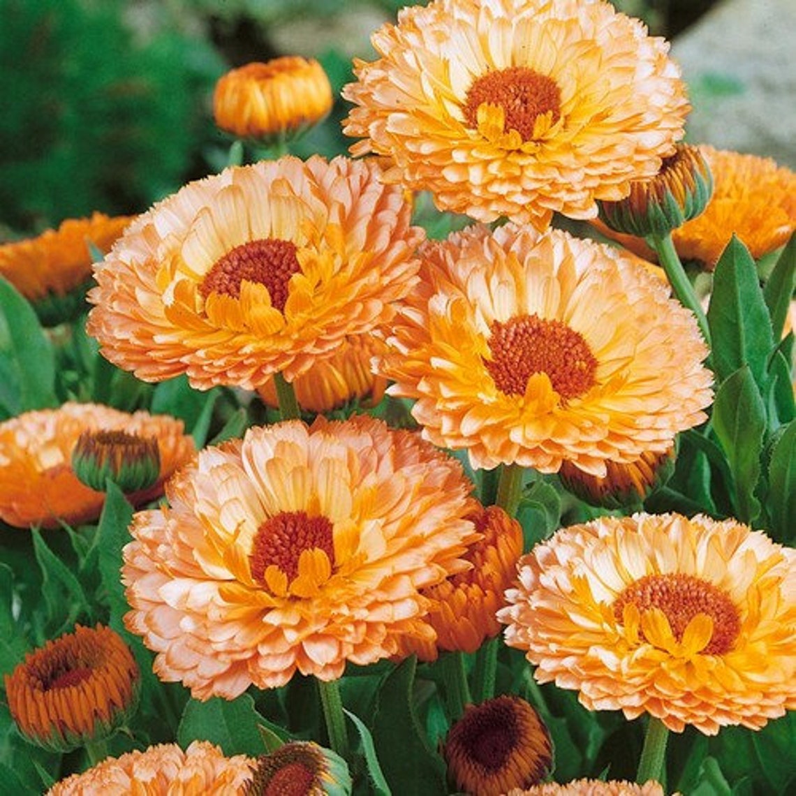 Calendula Pink Surprise Flower Seeds (calendula Officinalis) 50+seeds ...