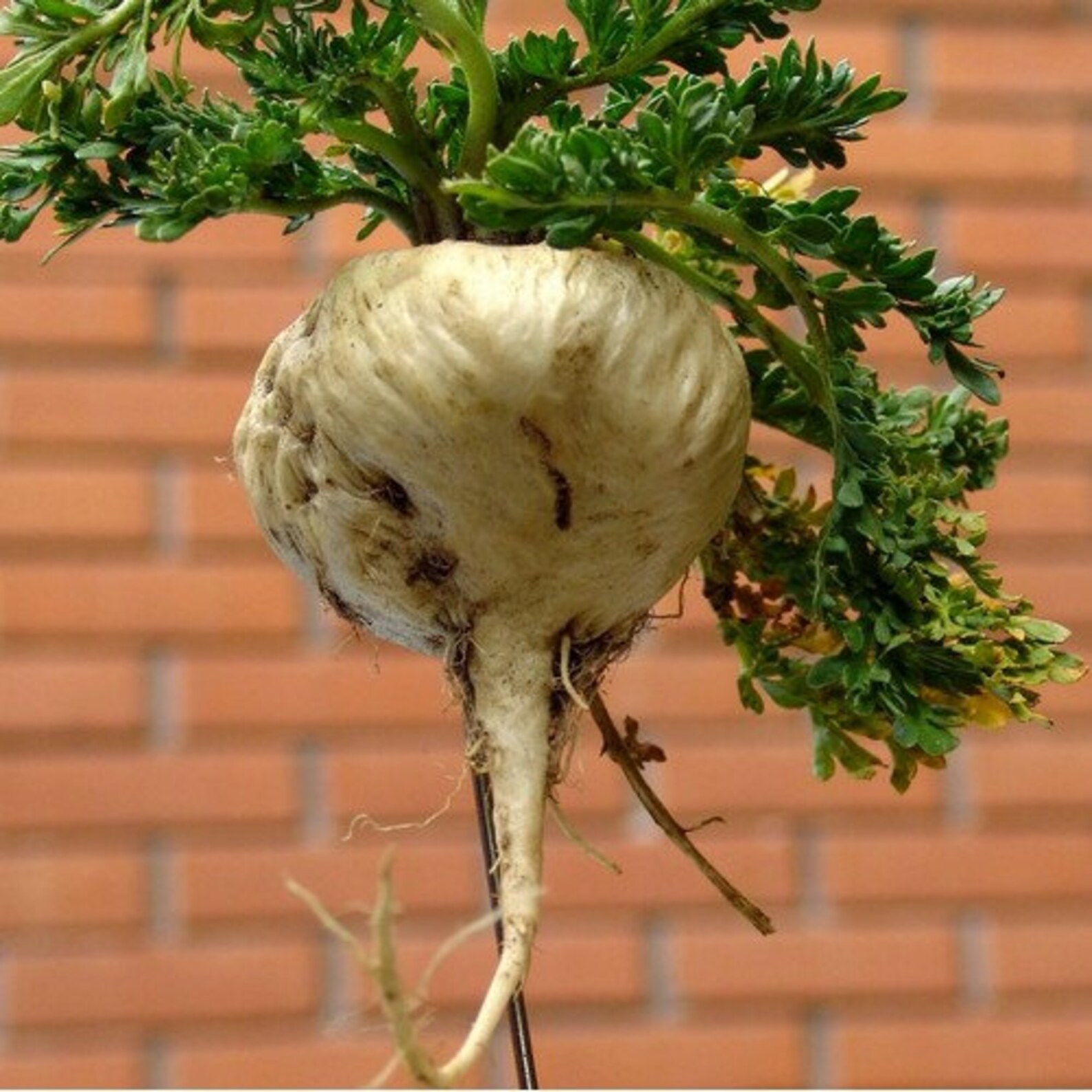 Peruvian Ginseng Plant Seeds lepidium Meyenii 15seeds - Etsy