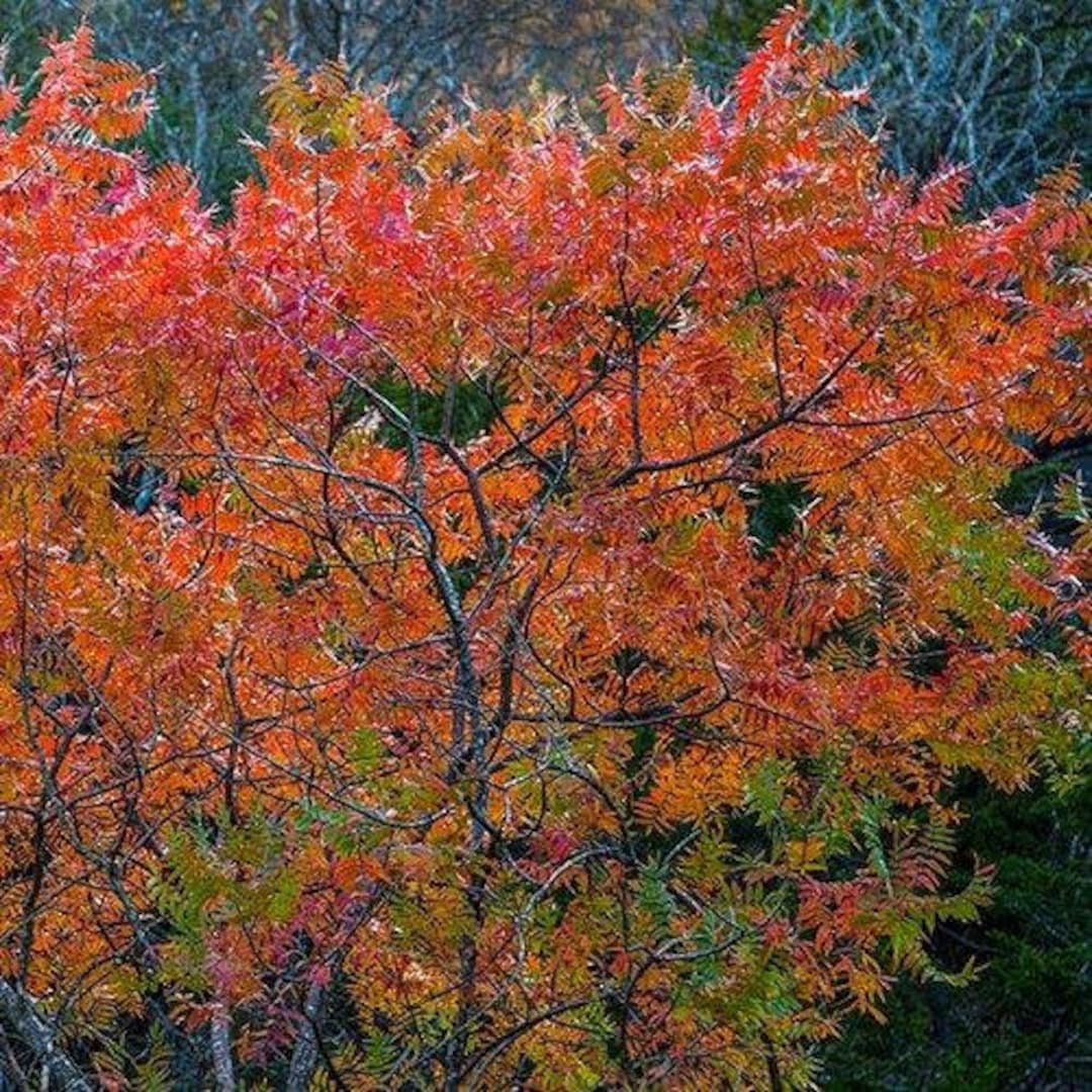 Flameleaf Sumac Tree Seeds (schmaltzia Copallinum) 40+seeds - Etsy