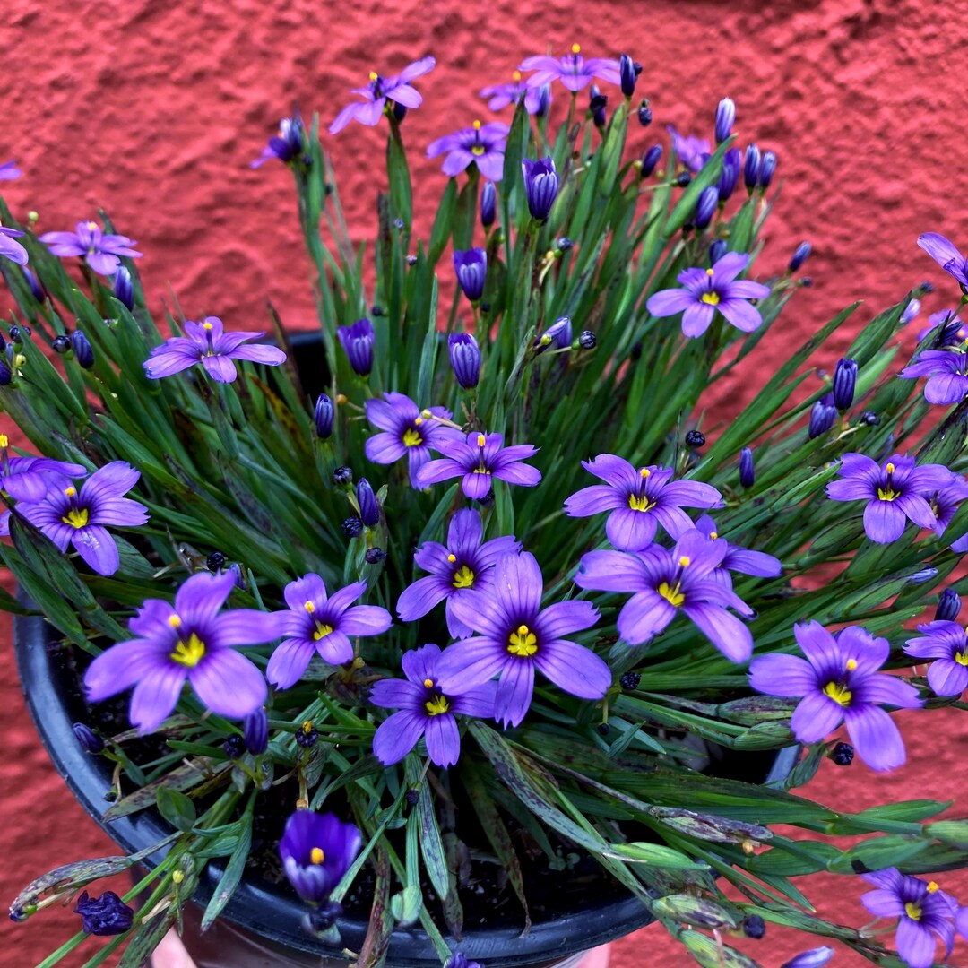 Blue Eyed Grass Seeds (sisyrinchium Bellum) 50+seeds - Etsy