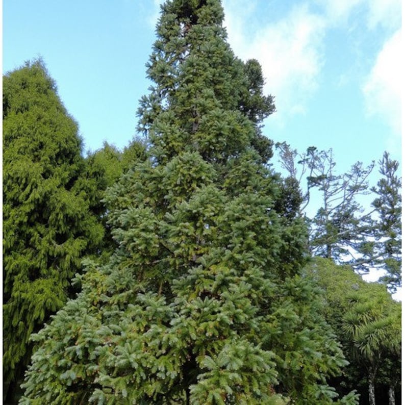 China Fir Tree Seeds cunninghamia Lanceolata 20seeds - Etsy Canada