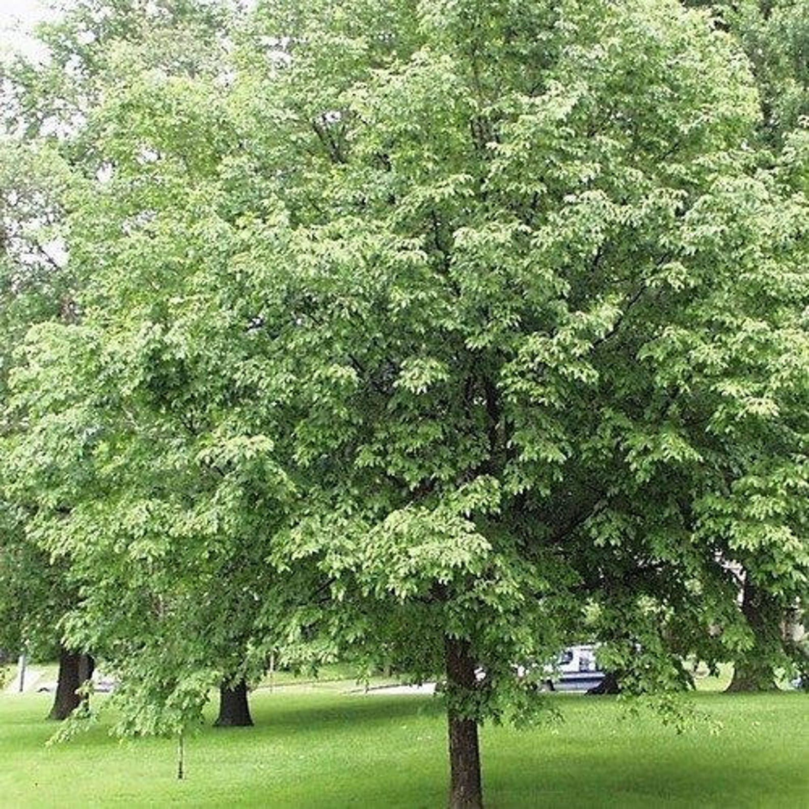 Ironwood Hophornbeam Tree Seeds ostrya Virginiana 30seeds - Etsy