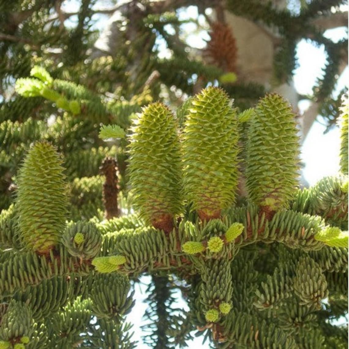 California Red Fir Tree Seeds abies Magnifica 5seeds - Etsy