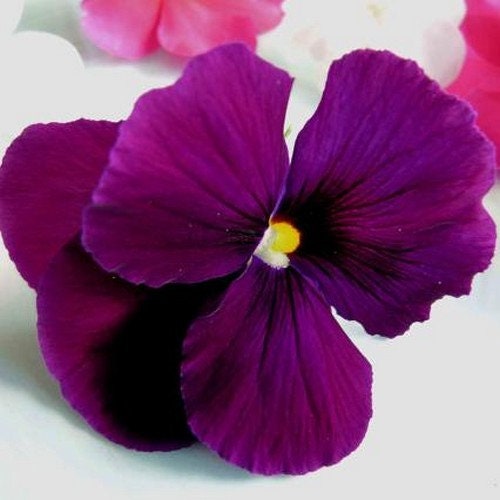 Pansy Giant Beaconsfield Flower Seeds viola X Wittrockiana - Etsy