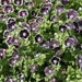 Pennie Black Flower Seeds (nemophila Discoidalis) 50+seeds - Etsy