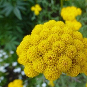 Ageratum Yellow Flower Seeds (lonas Inodora) 200+seeds - Etsy