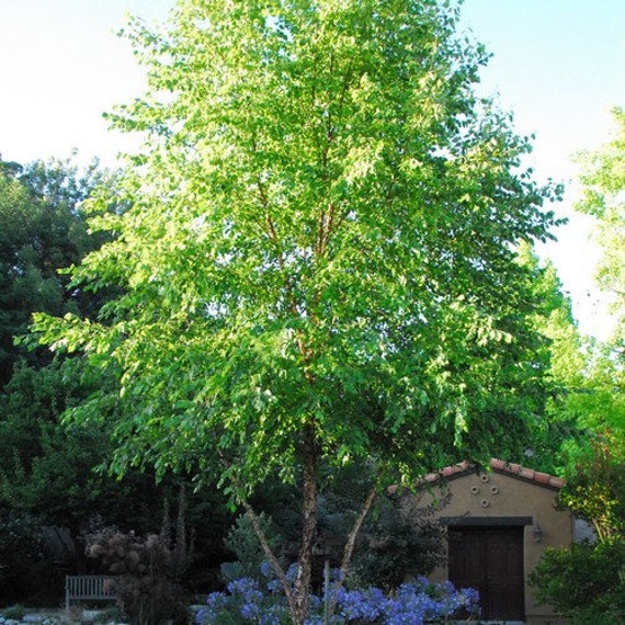 Outdoor & Gardening Home & Living Seeds & Seed Bombs betula nigra ...