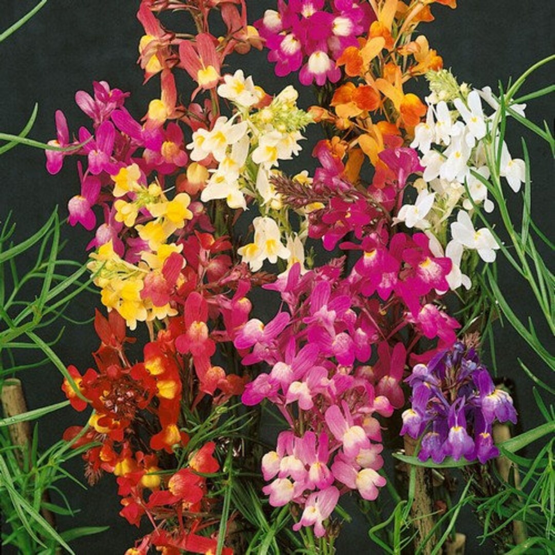 Toadflax Baby Snapdragon Flower Seeds (linaria Maroccana) 200+seeds - Etsy