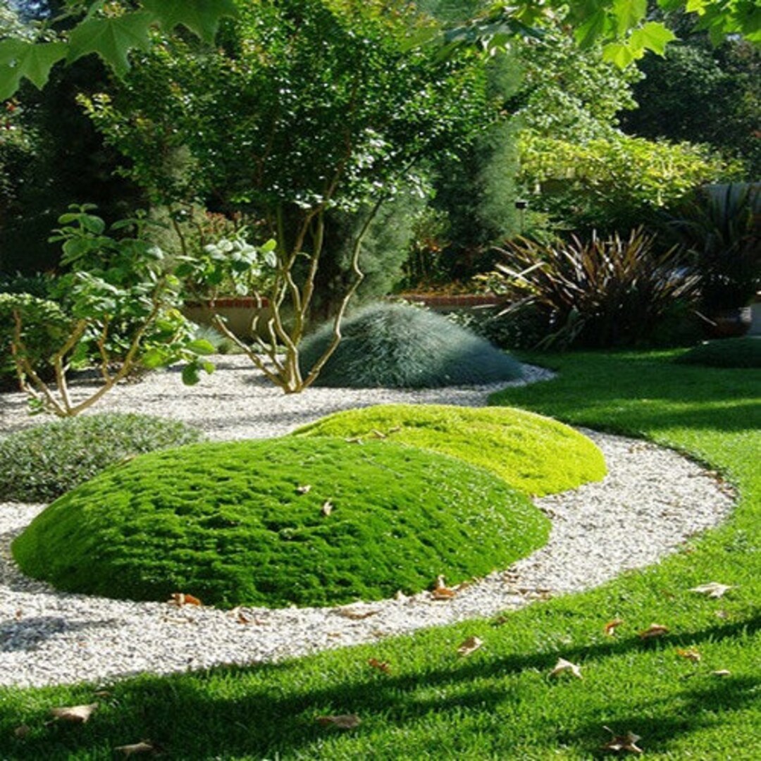 Irish Moss Ground Cover Seeds (sagina Subulata) 200+seeds - Etsy