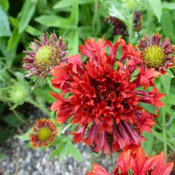 Gaillardia Sundance Red Flower