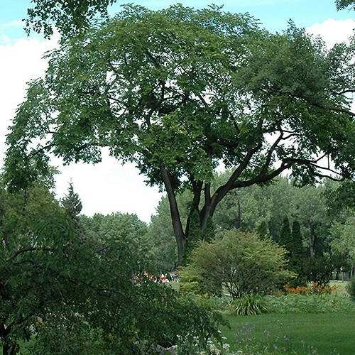 American Elm Tree Seeds ulmus Americana 30seeds | Etsy