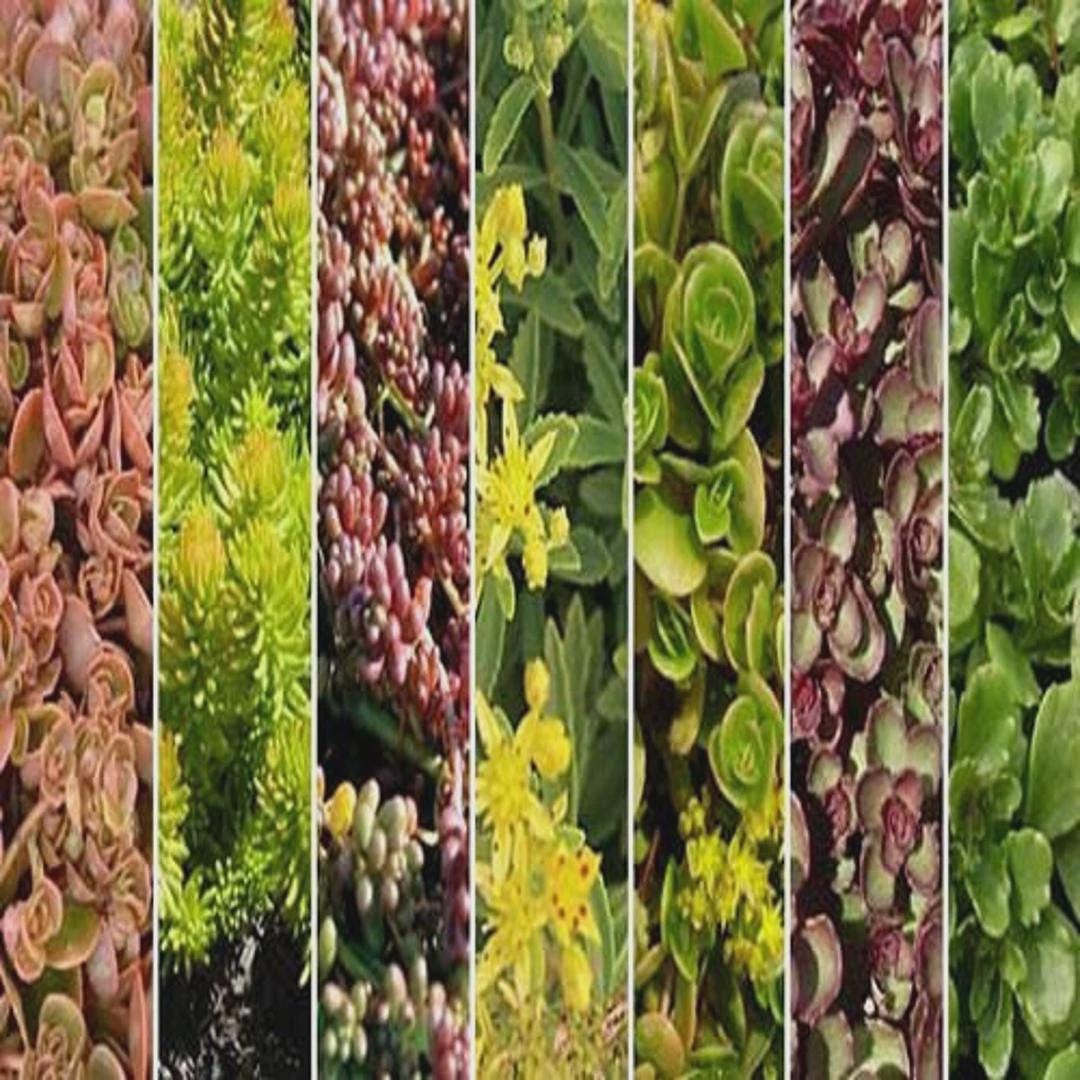 Sedum Mix Succulent Seeds (roof Garden Mix) 100+seeds - Etsy