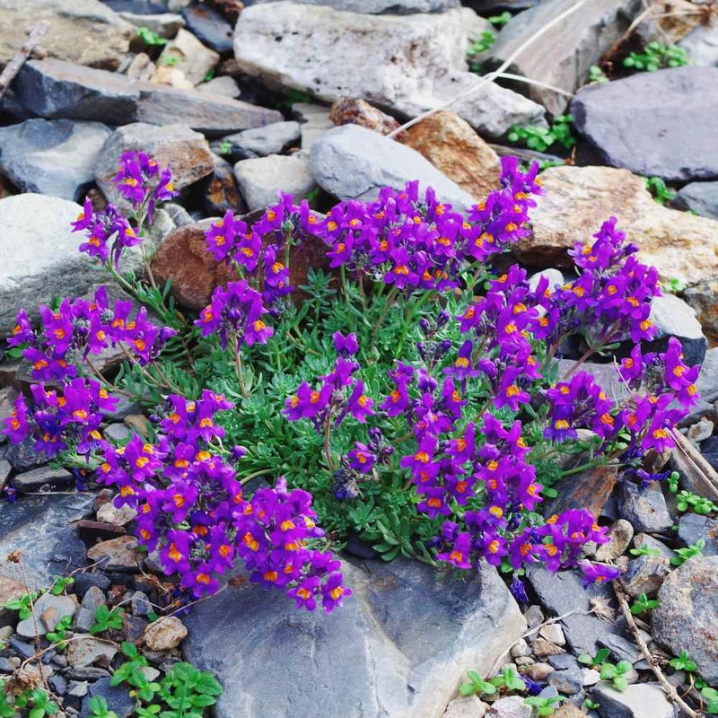 Alpine Plants - Etsy