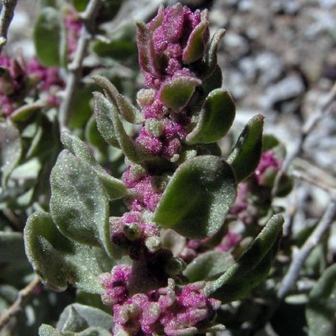 Shadscale Saltbush Seeds (atriplex Confertifolia) 100+seeds - Etsy