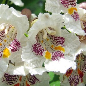 Northern Cigar Tree Seeds (catalpa Speciosa) 15+seeds - Etsy