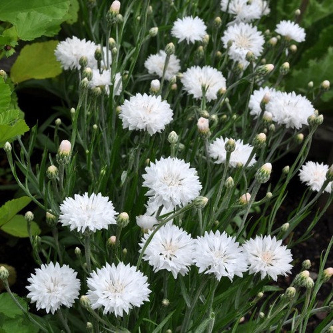 Cornflower White Bachelors Button Flower Seeds centaurea Cyanus Dwarf ...
