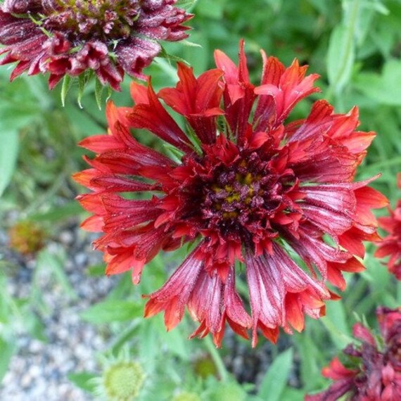 Gaillardia Sundance Red Flower