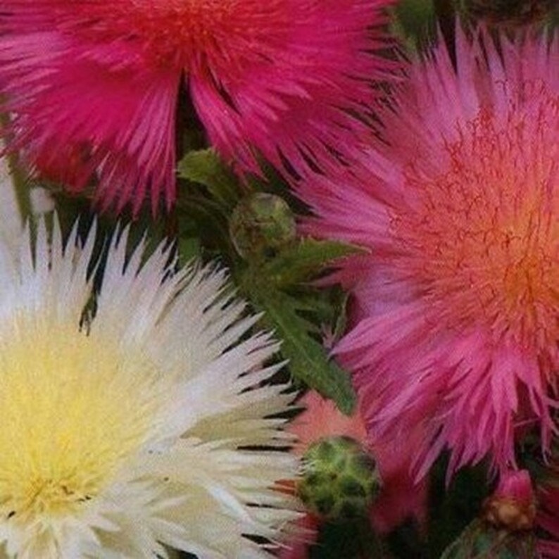 Sweet Sultan Imperialis Mix Flower Seeds amberboa Moschata - Etsy