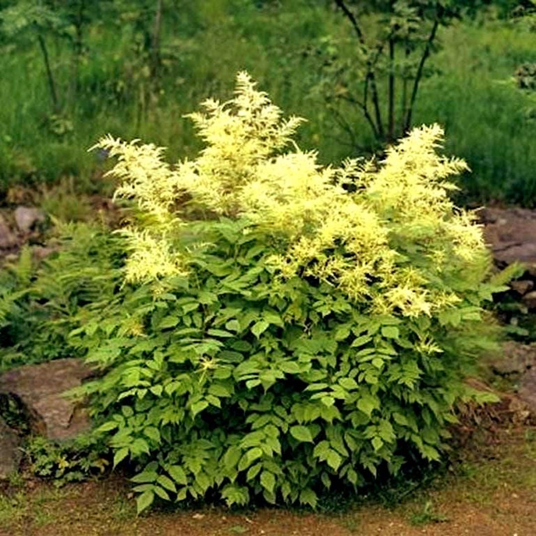 Aruncus Noble Spirits Flower Seeds (aruncus Aethusifolius) 200+ Seeds ...