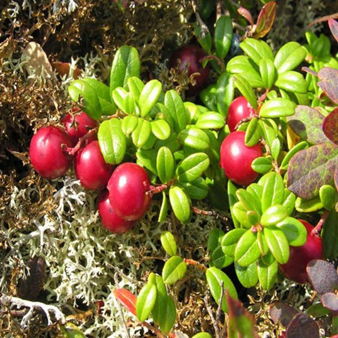 Mountain Cranberry Bush Seeds (vaccinium Vitis-idaea) 50+seeds - Etsy
