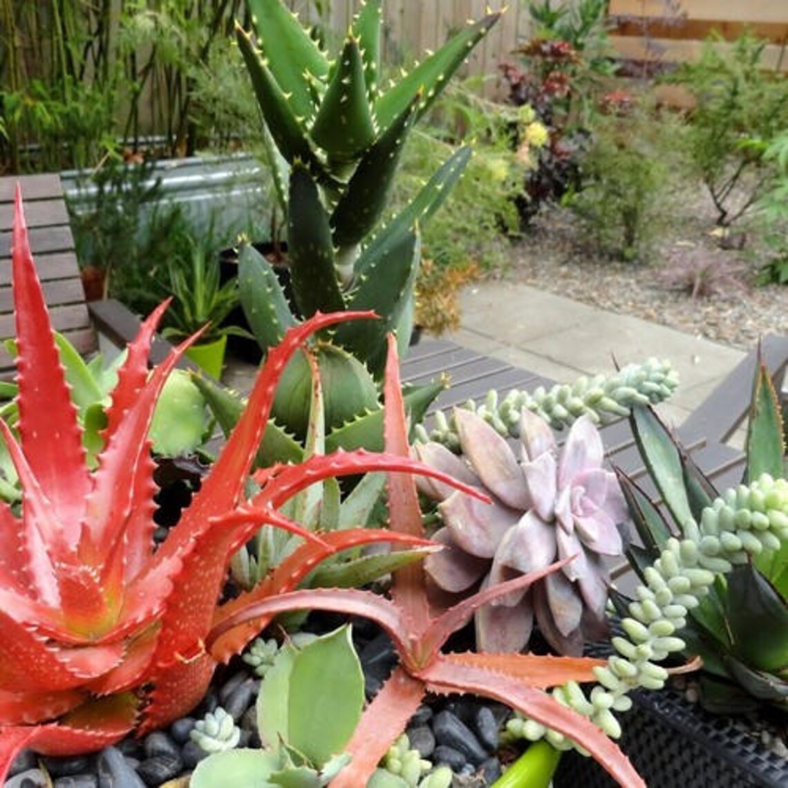 Aloe Mix Succulent Seeds aloe Species Mix 20seeds | Etsy