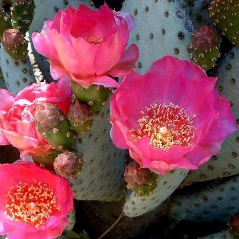 Beavertail Cactus Seeds opuntia Basilaris 20seeds - Etsy