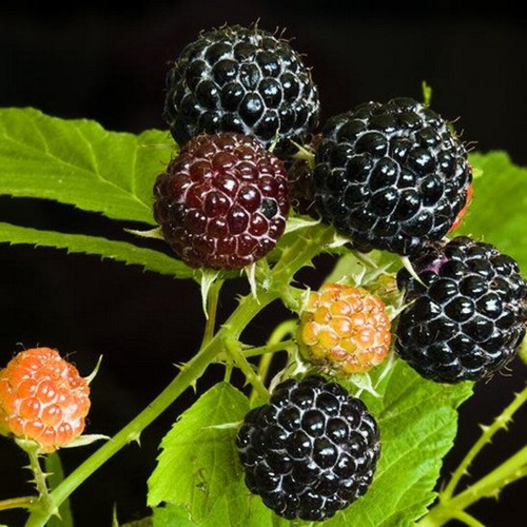 Black Raspberry Bush Seeds (rubus Occidentalis) 25+seeds - Etsy