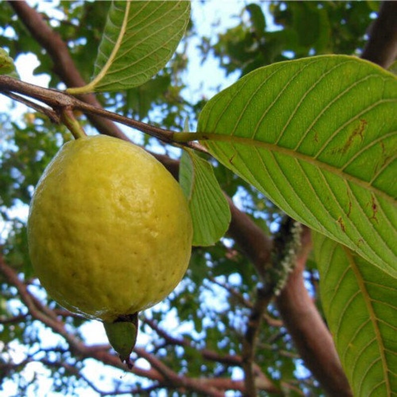 Lemon Guava Fruit Tree Seeds psidium Guajava 20seeds | Etsy