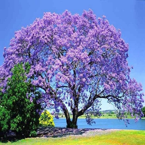 Blue Jacaranda Tree Seeds jacaranda Mimosifolia 30seeds | Etsy