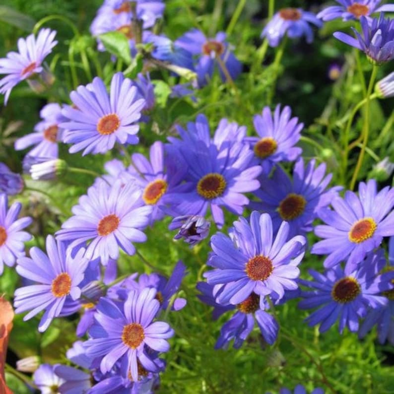 Swan River Daisy Blue Splendor Seeds Brachycome Iberidifolia | Etsy