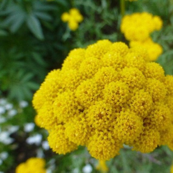 200 Seeds Ageratum Yellow Perennial Seeds Home & Garden