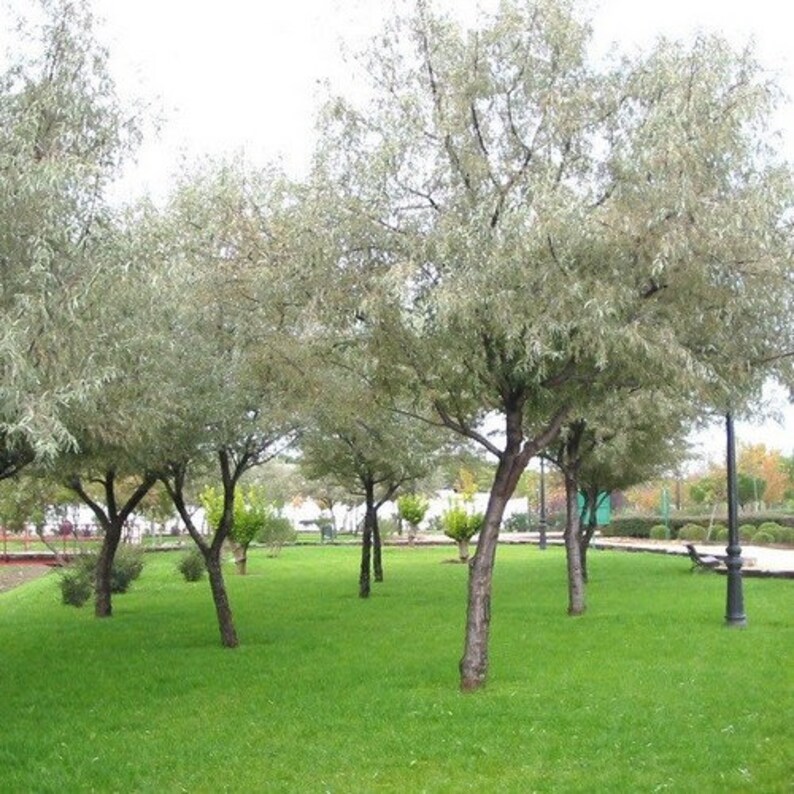 Russian Olive Tree Seeds (elaeagnus Angustifolia) 5+seeds - Etsy