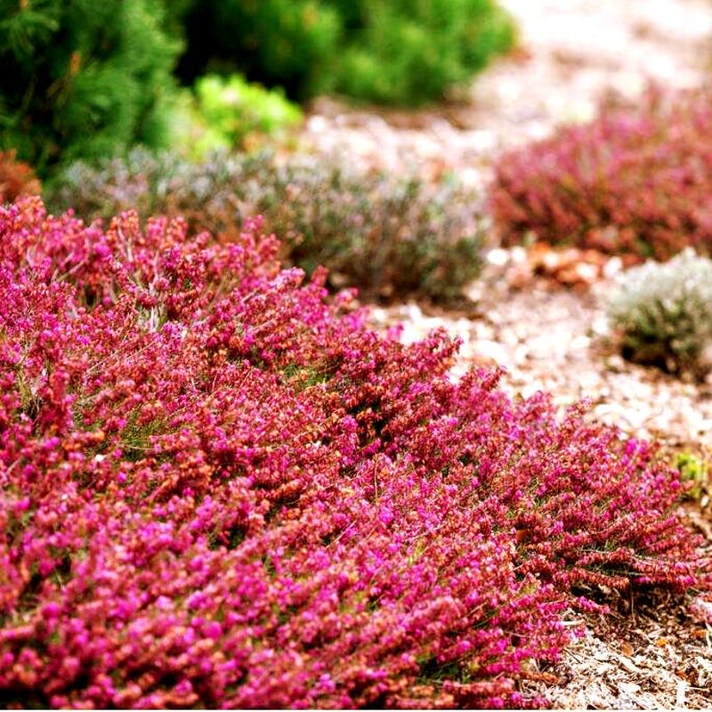 Scottish Heather - Etsy