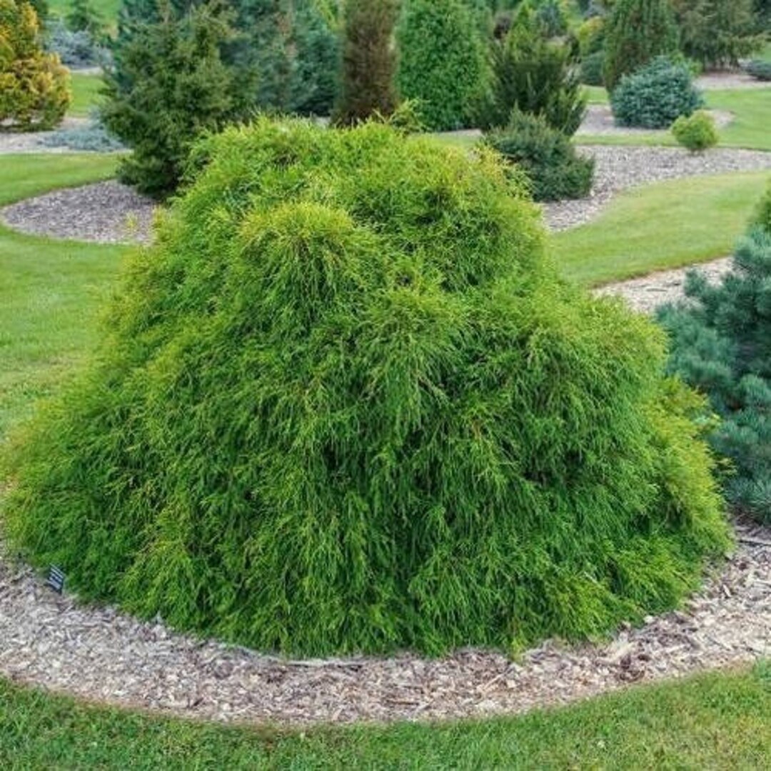 Japanese False Cypress Tree Seeds (chamaecyparis Pisifera) 50+seeds - Etsy